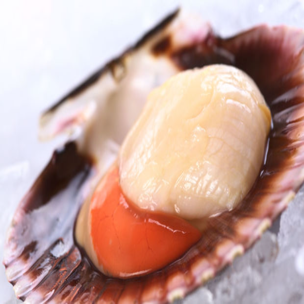 Live Scallops – New Zealand Live Fish Market