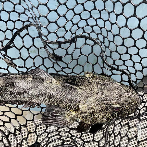 Live Black Cod – New Zealand Live Fish Market