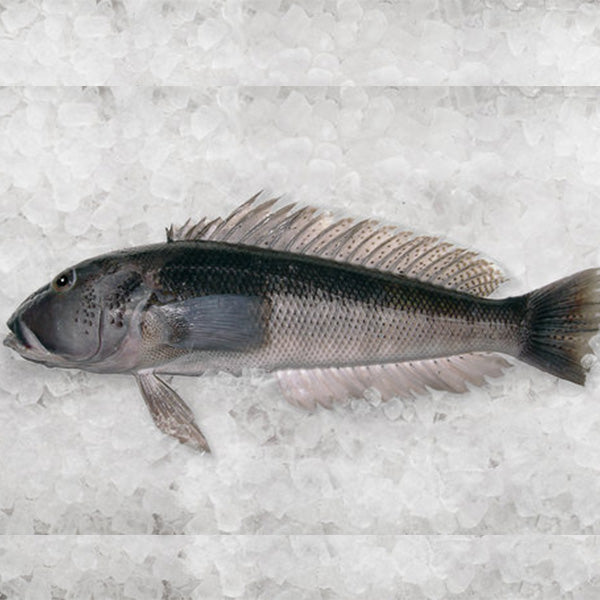 Fresh Chilled Blue Cod – New Zealand Live Fish Market