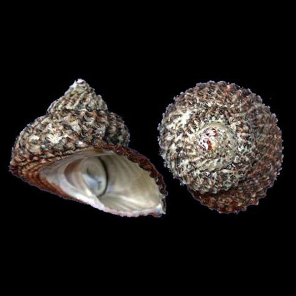 Live Cook's Turban – New Zealand Live Fish Market