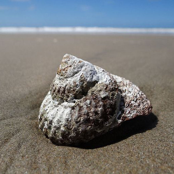 Live Cook's Turban – New Zealand Live Fish Market