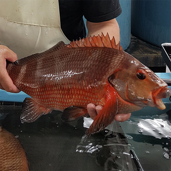 Live Red Moki (coming soon) – New Zealand Live Fish Market
